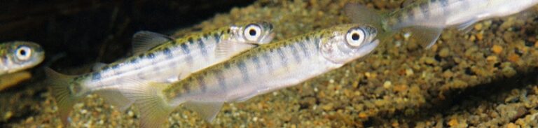Chum Salmon Facts (Huge Fishing Guide!)