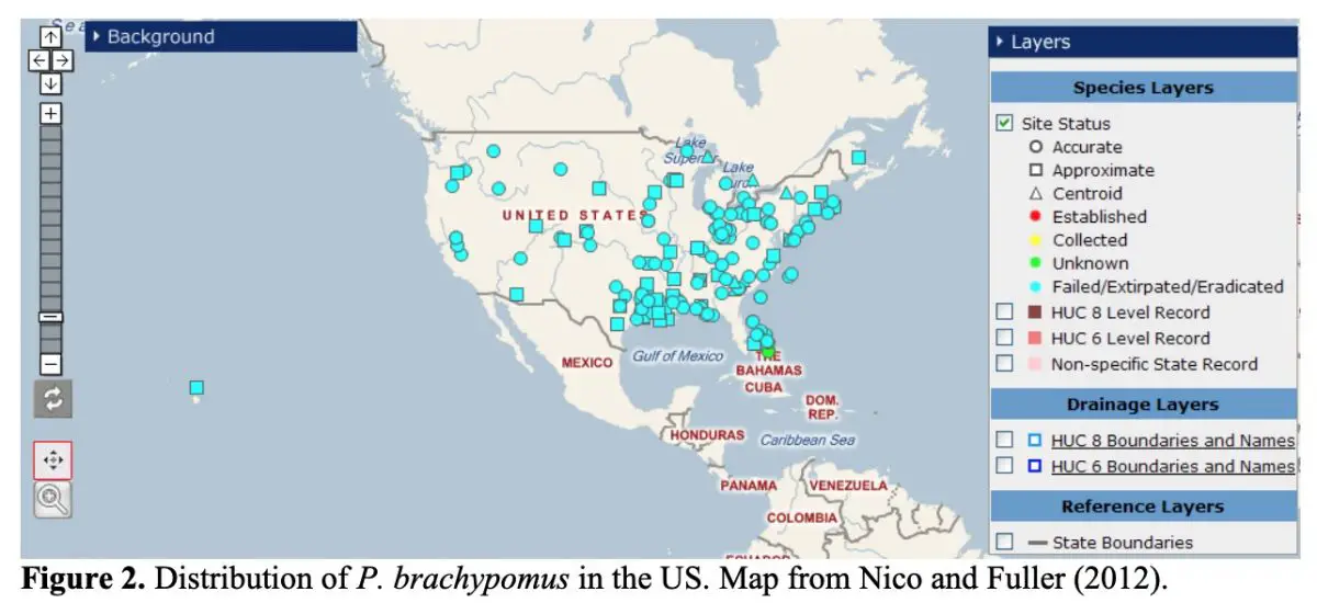 How to Catch Red-bellied Pacu Fish? (Huge Fishing Guide)