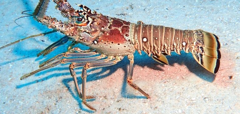 How to Catch Florida Lobster? Lobstering! (Huge Guide)