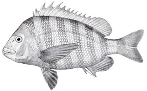 How to Catch Sheepshead Fish? (Huge Fishing Guide)