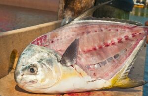 How to Catch Florida Pompano Fish (Huge Fishing Guide!)