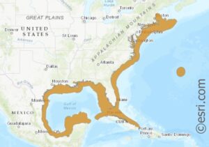 Pinfish – Where to Find and How to Catch? (Super Bait!) | Salty101