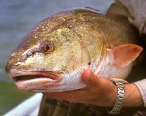 How to Catch Redfish (Red Drum)? (Huge Guide) | Salty101