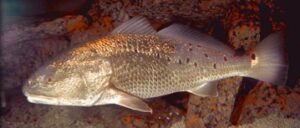 Sebastian Inlet Fishing Pier (Huge Guide!) Salty101