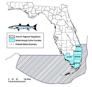 Barracuda Fishing Laws in Florida and Other States